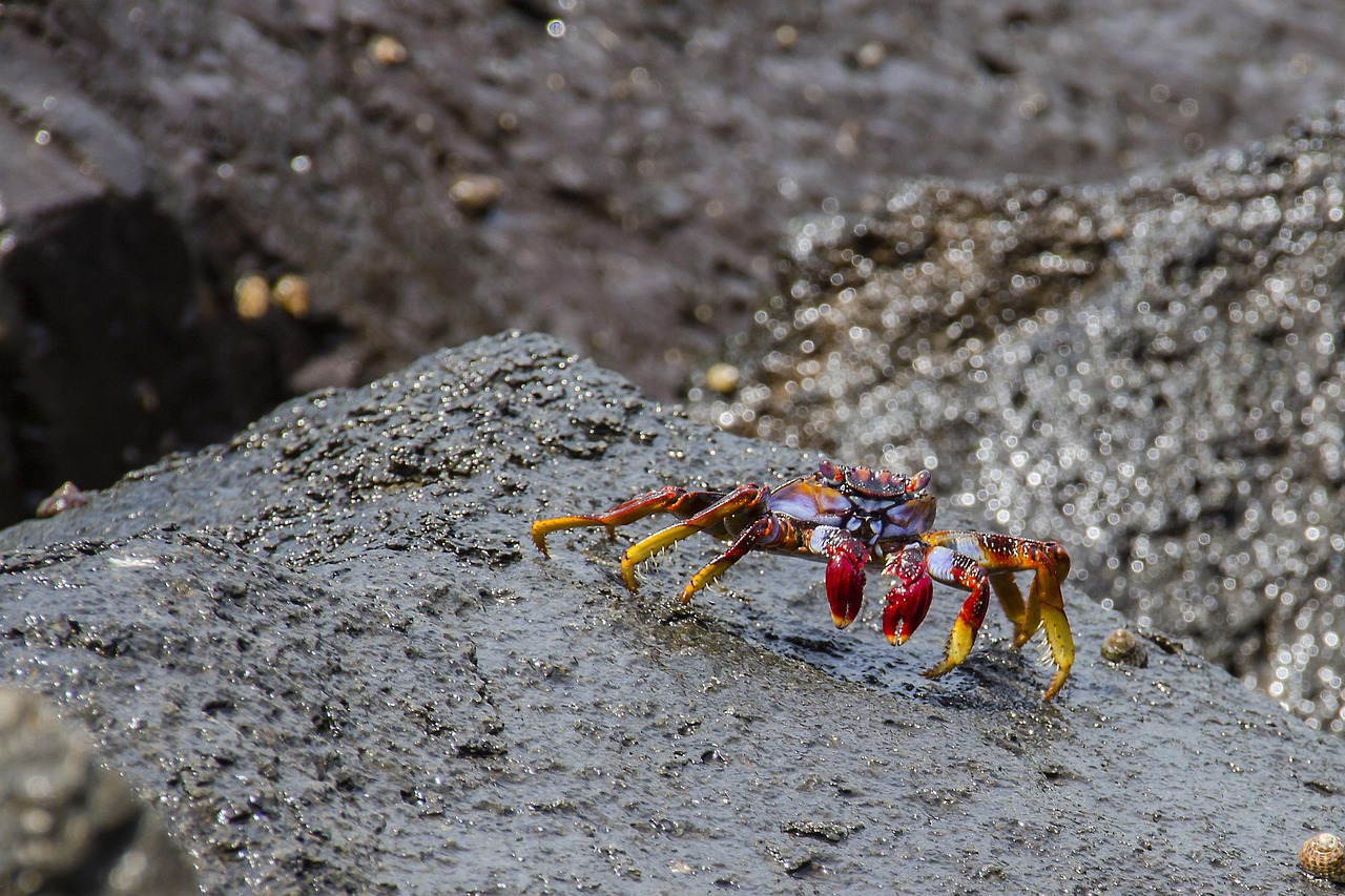 Roter Klippenkrabbe Krabbe - Kostenloses Foto auf Pixabay - Pixabay