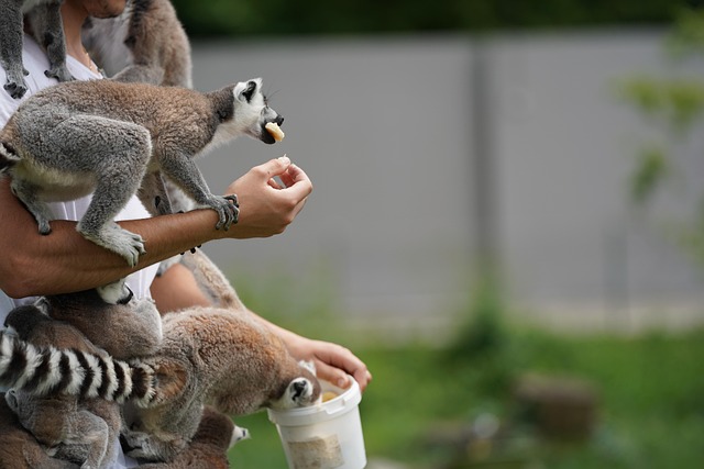 Lemurs Feeding Meal - Free photo on Pixabay - Pixabay