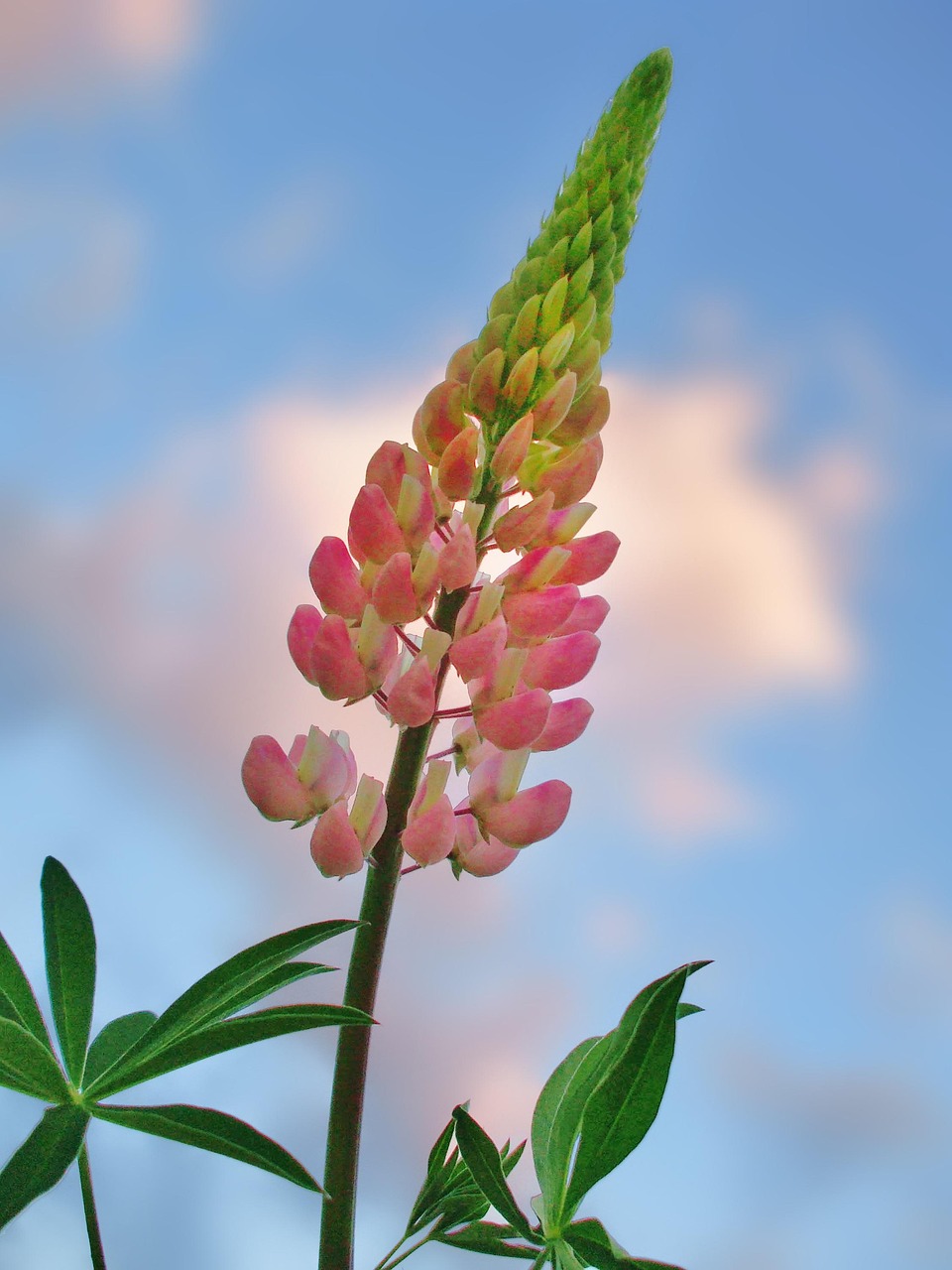Plus de 700 images de Fleur De Lupin et de Lupin - Pixabay