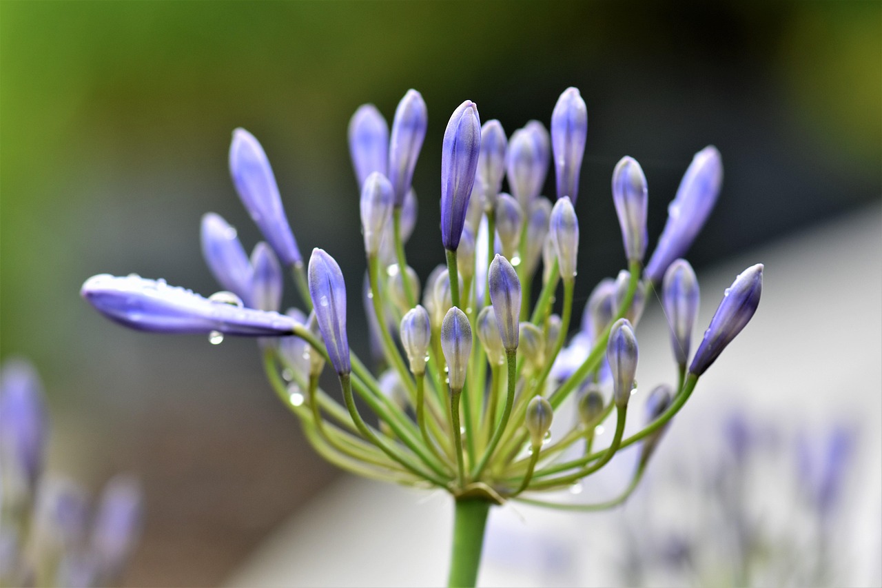 Ornamental Lily Purple Green - Free photo on Pixabay