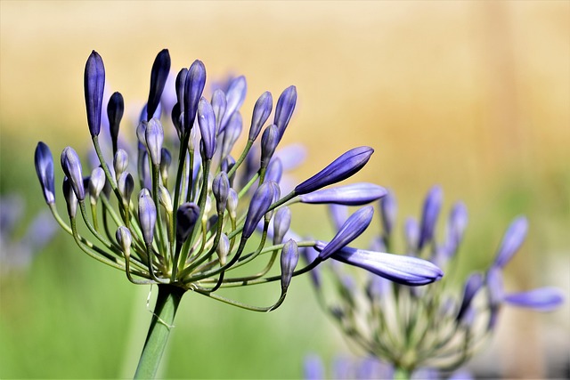 Lírio Ornamental Roxa Verde - Foto gratuita no Pixabay - Pixabay