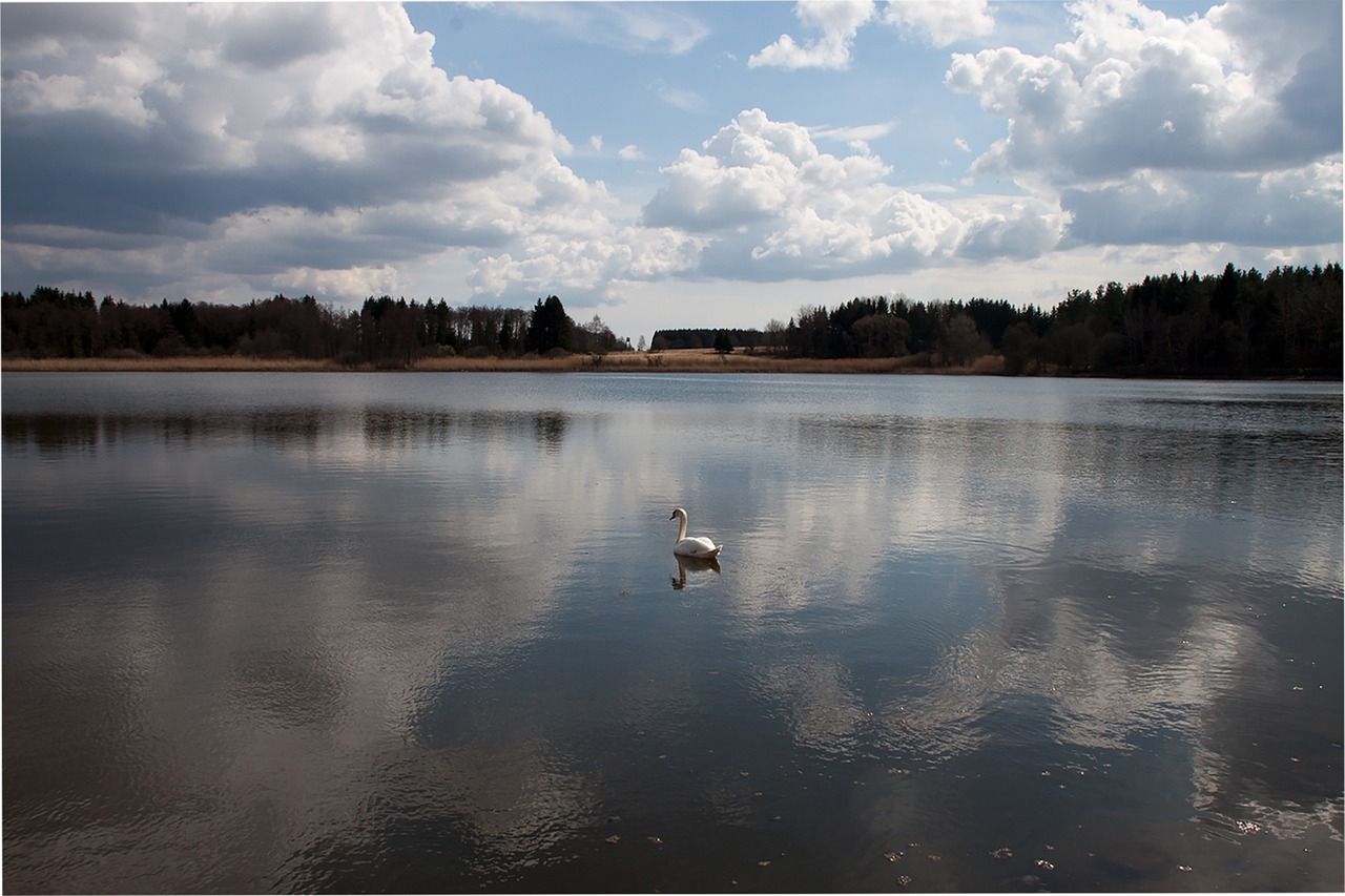Teich Wasser Fischteich - Kostenloses Foto auf Pixabay - Pixabay
