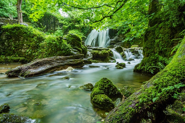 Más de 8 fotos de Foss辿 y Helecho gratis - Pixabay