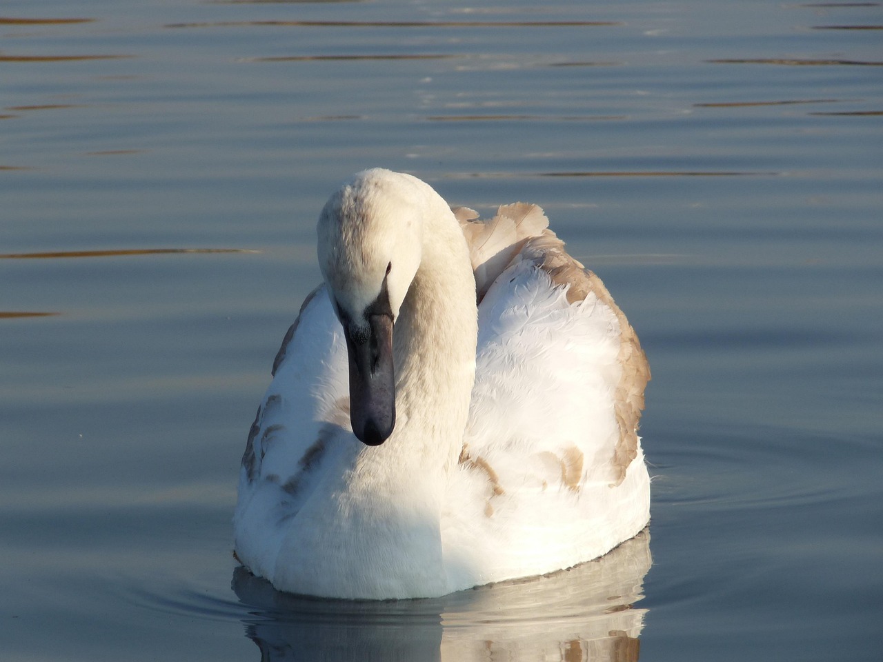 Cisne Pato Animal - Foto gratis en Pixabay - Pixabay