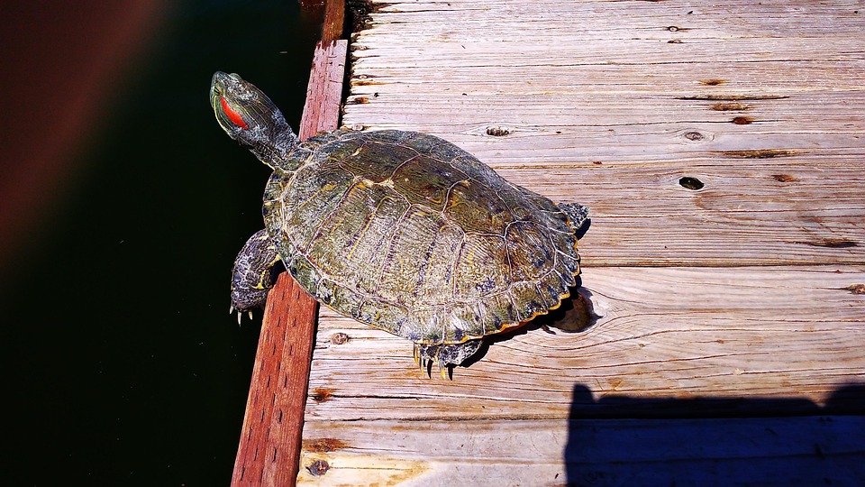 Turtle Lake In - Free photo on Pixabay - Pixabay