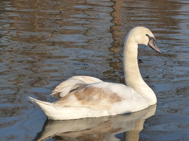 Cisne Pato Animal - Foto gratis en Pixabay - Pixabay