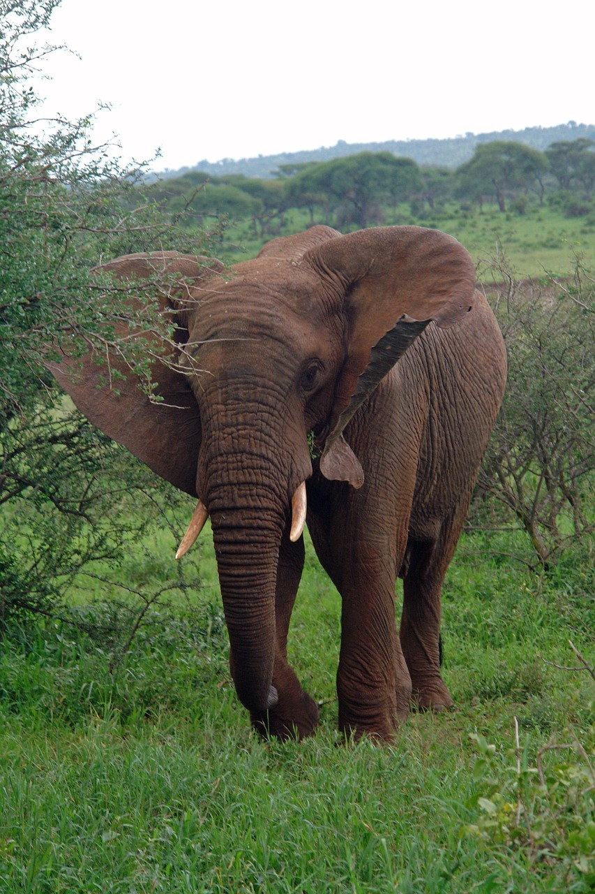 Africa Tanzania Elephant - Free photo on Pixabay - Pixabay