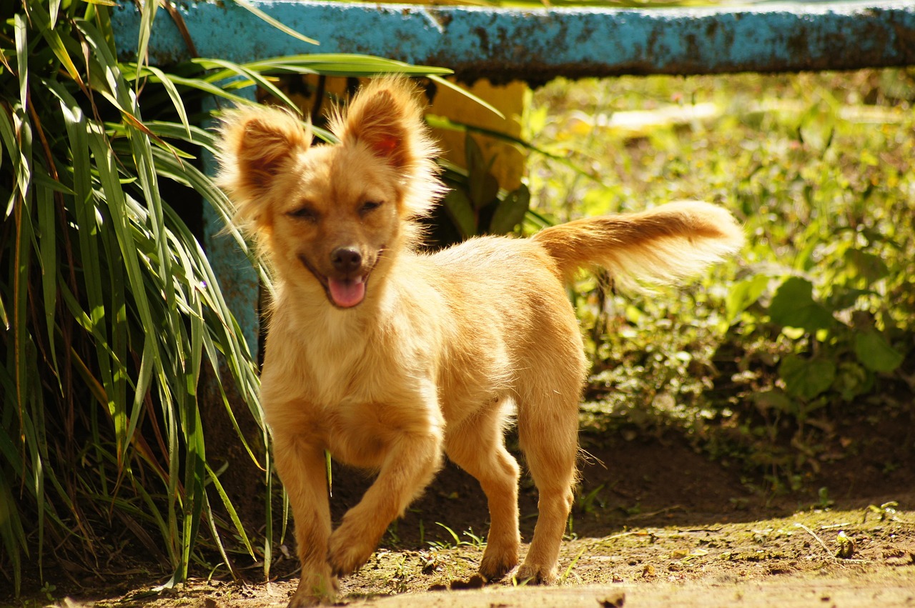 My Dogs The - Free photo on Pixabay - Pixabay