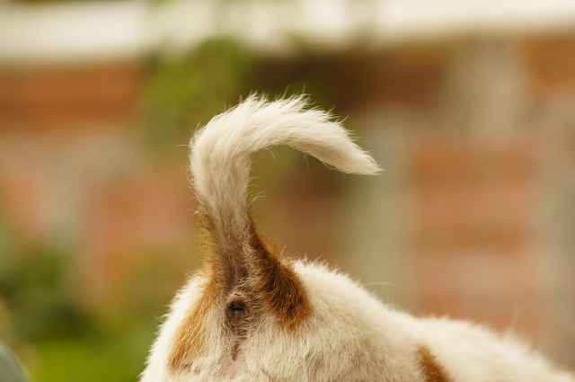 Animals Of The Field - Free photo on Pixabay - Pixabay