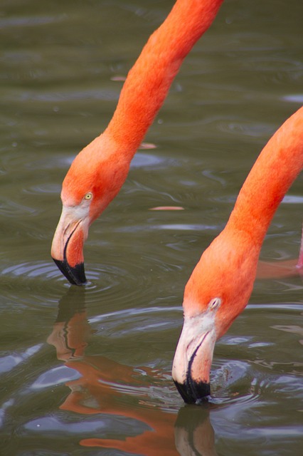 Animaux Flamant Zoo - Photo gratuite sur Pixabay - Pixabay
