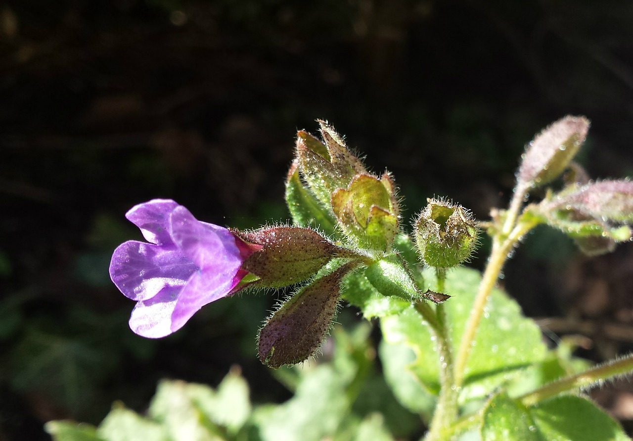 Mais de 200 imagens grátis de Pulmonaria Fibrosis e Natureza - Pixabay