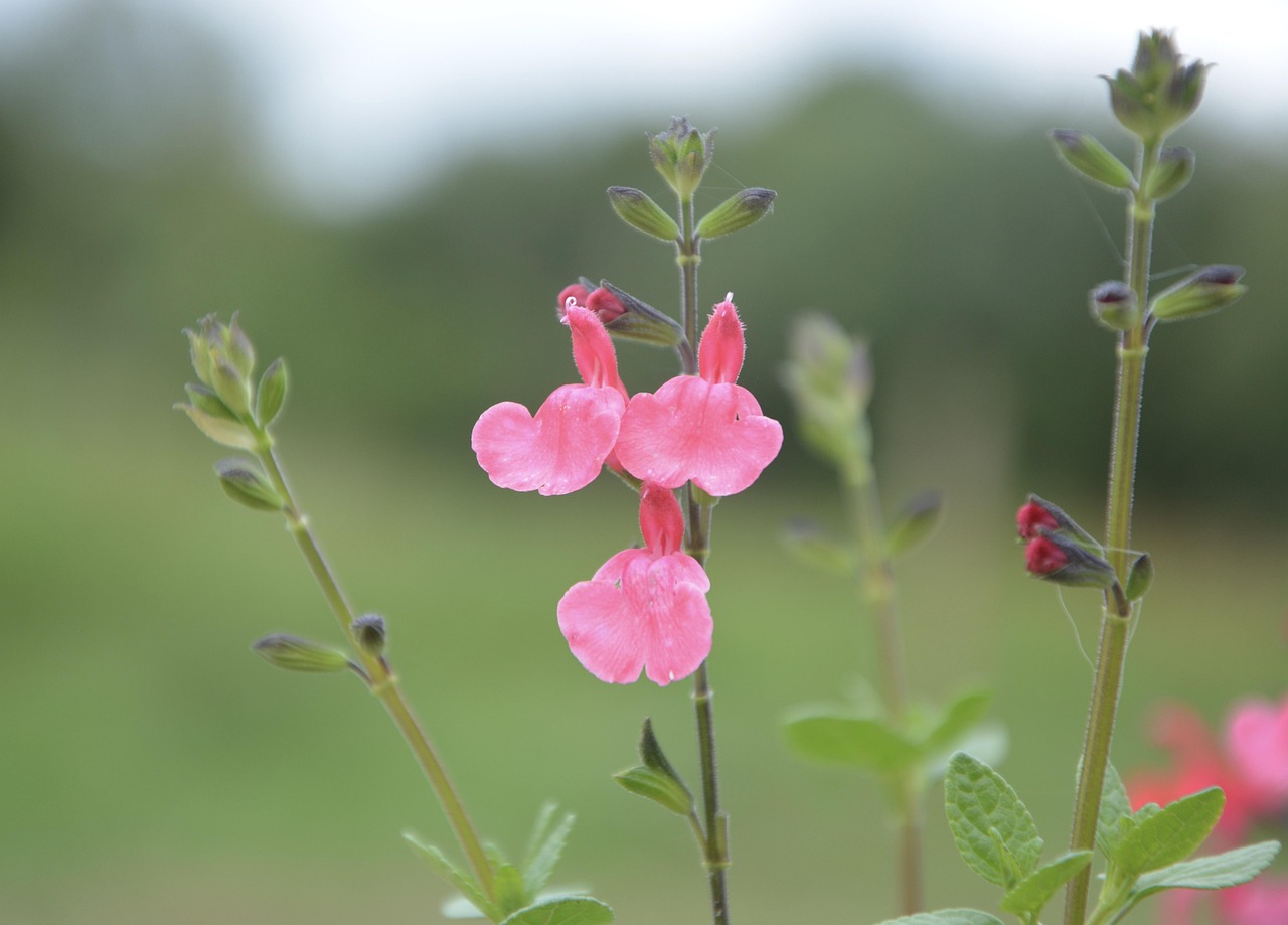 Flower Sage Plant - Free photo on Pixabay - Pixabay