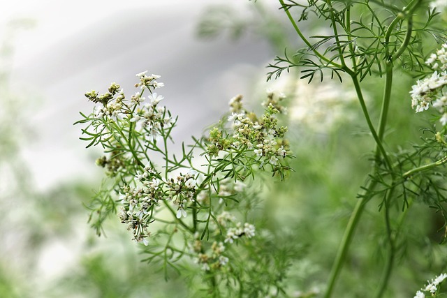 Coriander Herb Seasoning - Free photo on Pixabay