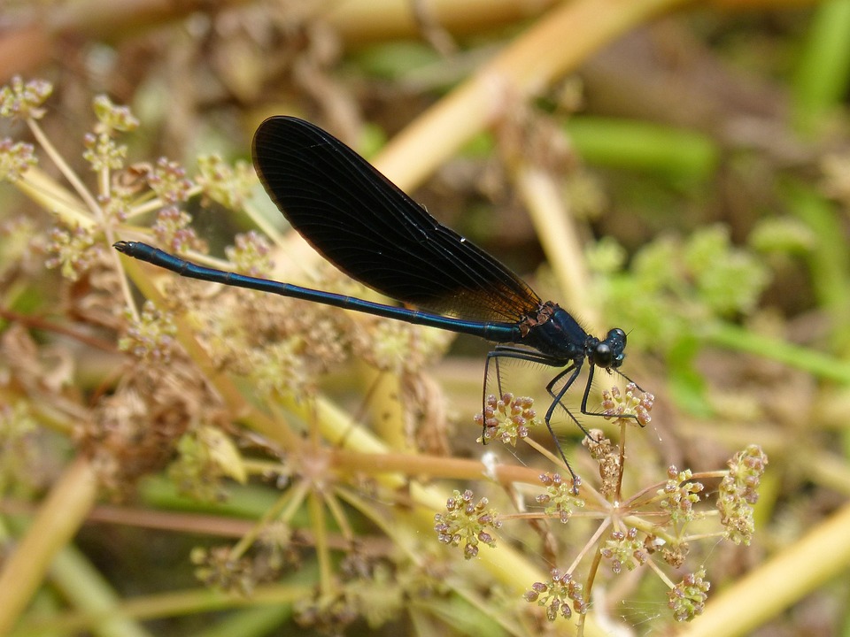 Libellule Noire Demoiselle Zone - Photo gratuite sur Pixabay - Pixabay