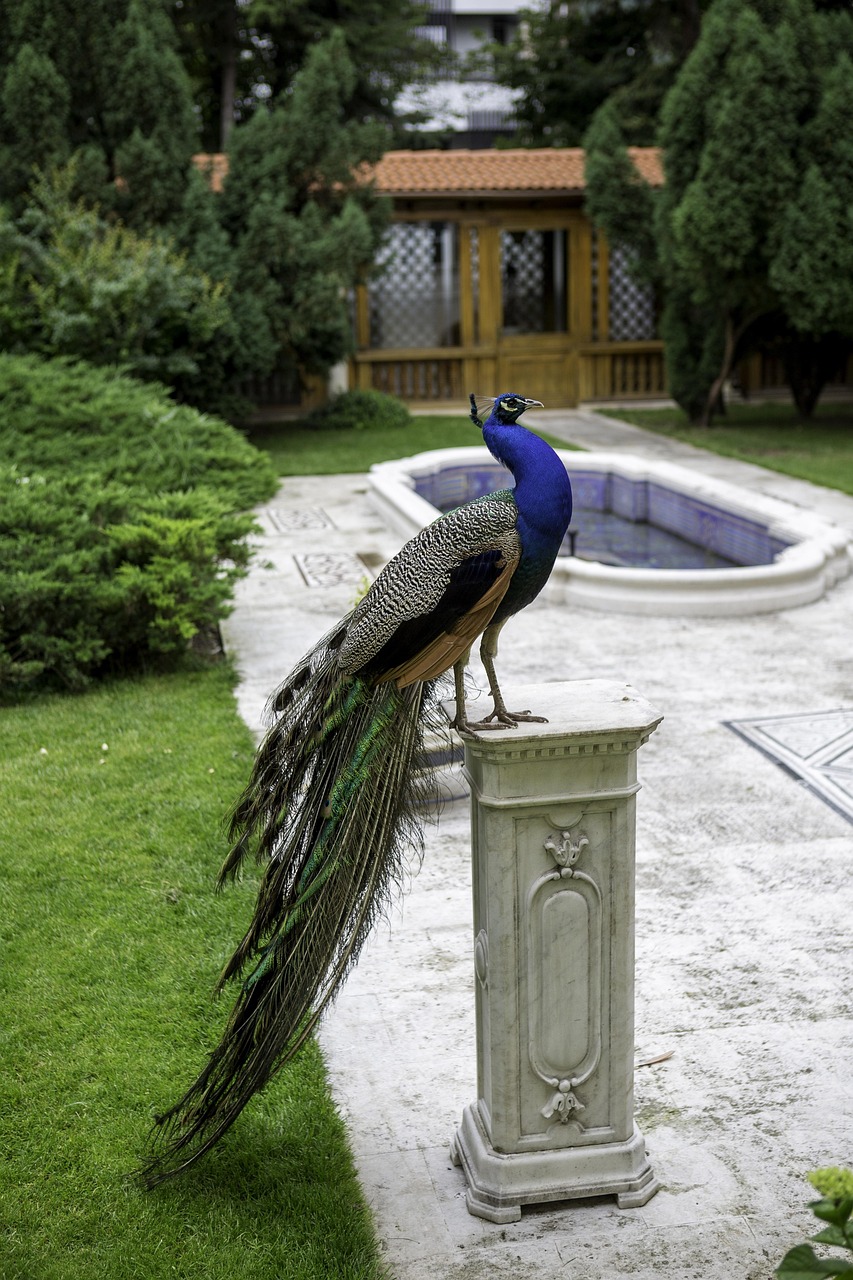 4,000+ Free Peacock & Nature Photos - Pixabay