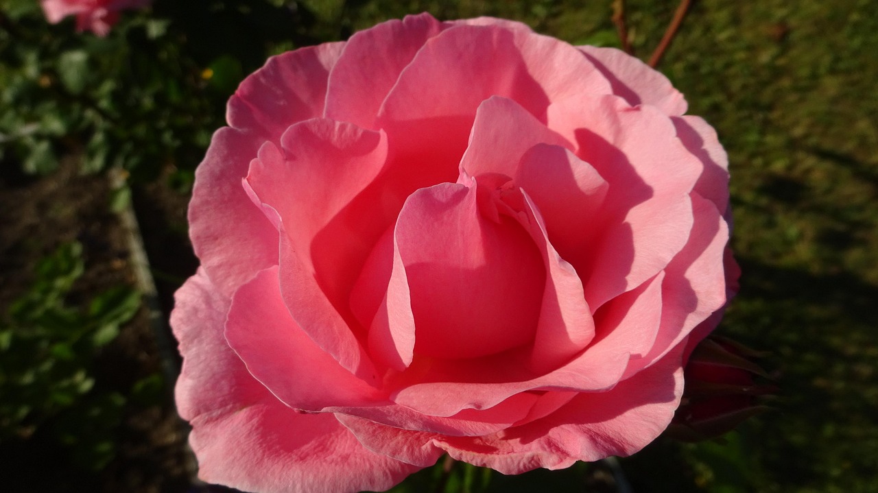 Rose Fleur De - Photo gratuite sur Pixabay - Pixabay