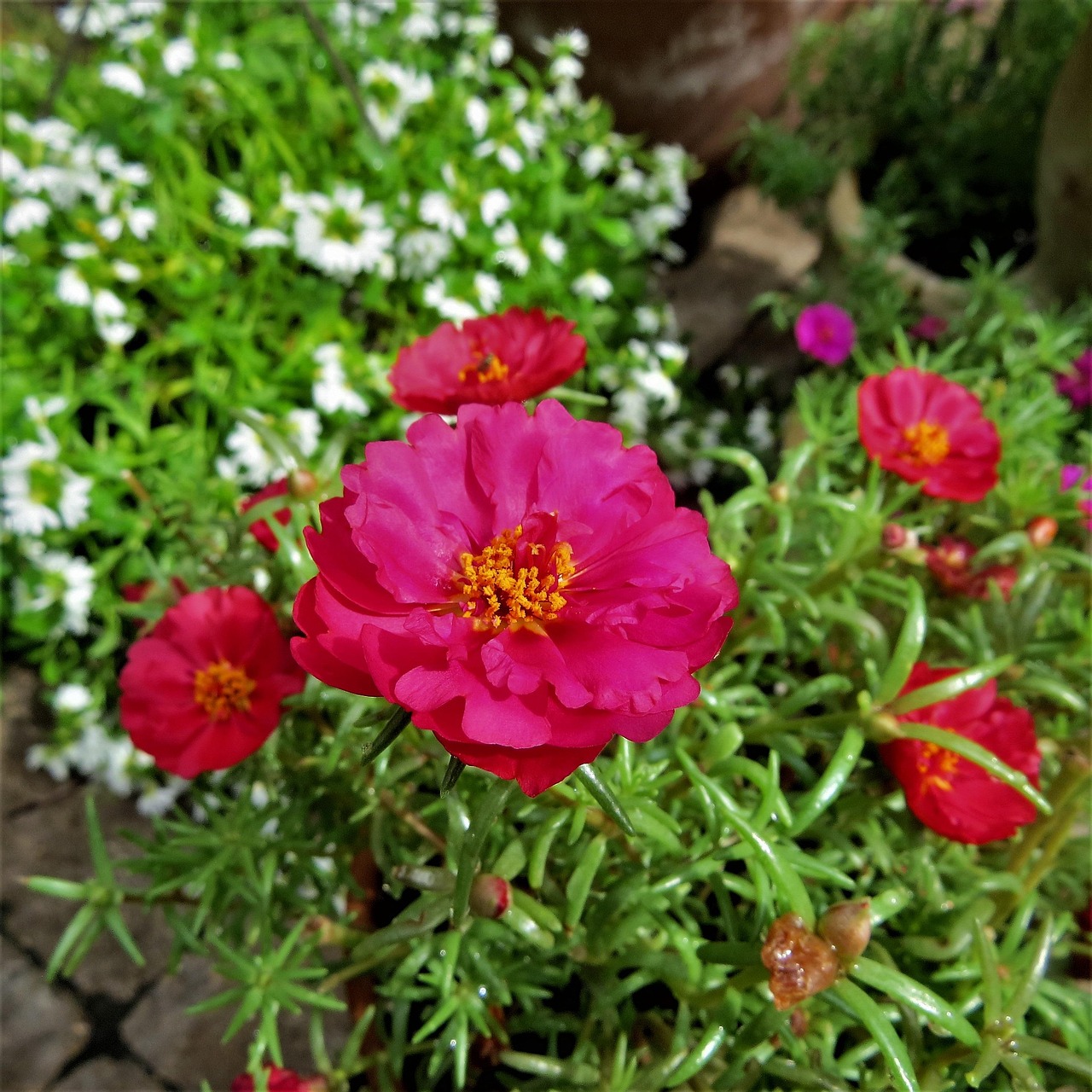 Bunga Merah Kuning - Foto gratis di Pixabay - Pixabay