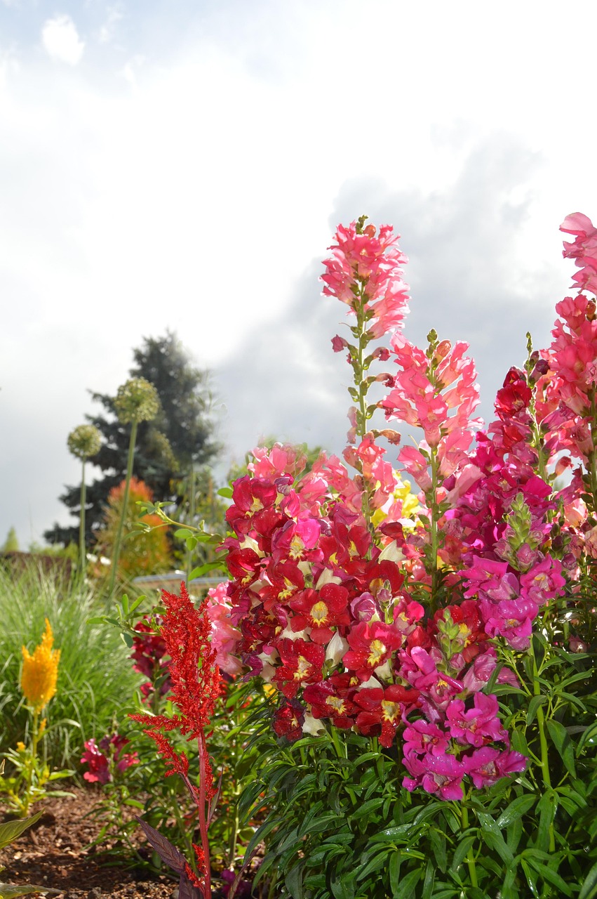 Snapdragon Flower Wallpaper Snapdragon Royalty Free Images, Stock