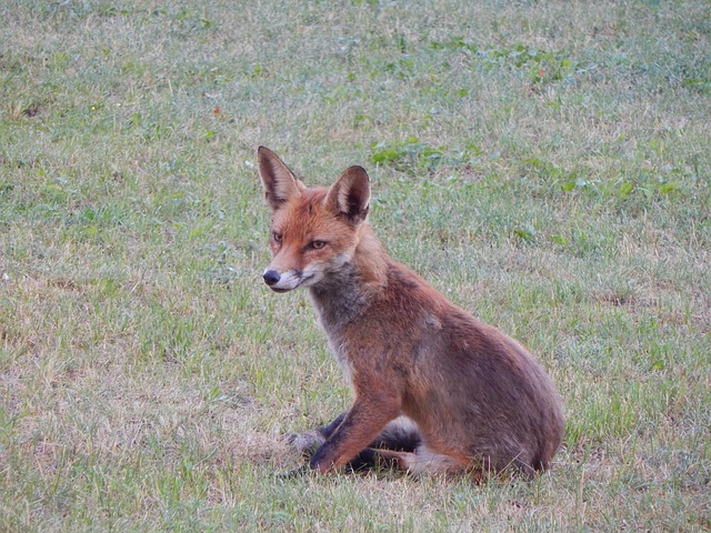 Fox Forest Animals Predator - Free photo on Pixabay - Pixabay