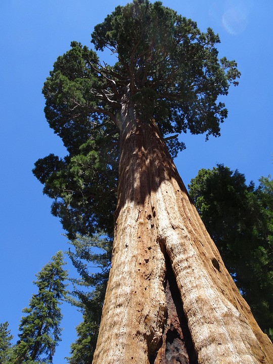 Sequóia Sequoia National Forest - Foto gratuita no Pixabay - Pixabay