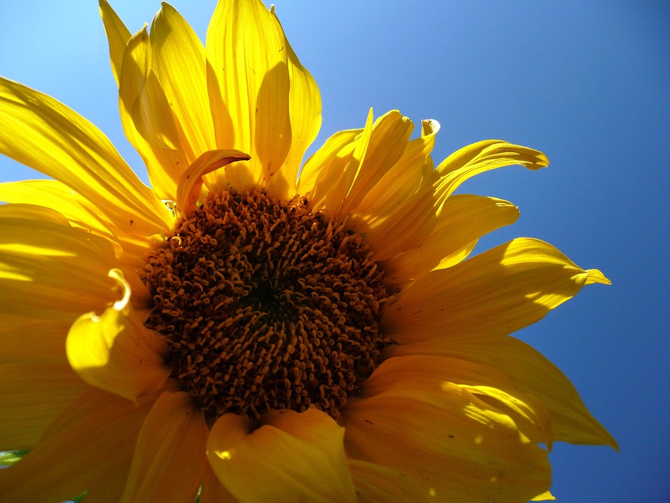 Sunflower Flower Sunshine - Free photo on Pixabay - Pixabay