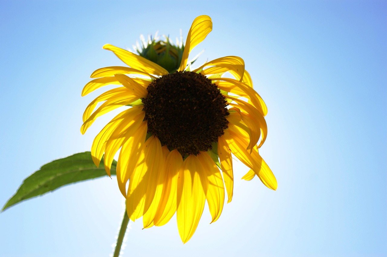 Sunflower Flower Sunshine - Free photo on Pixabay - Pixabay