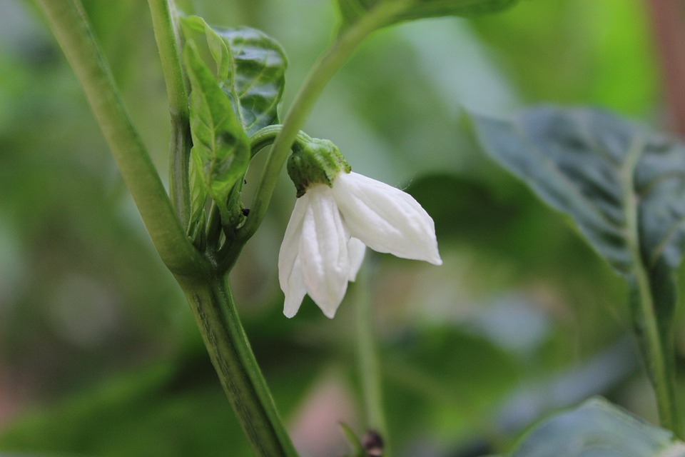 Pepper Flower Green - Free photo on Pixabay