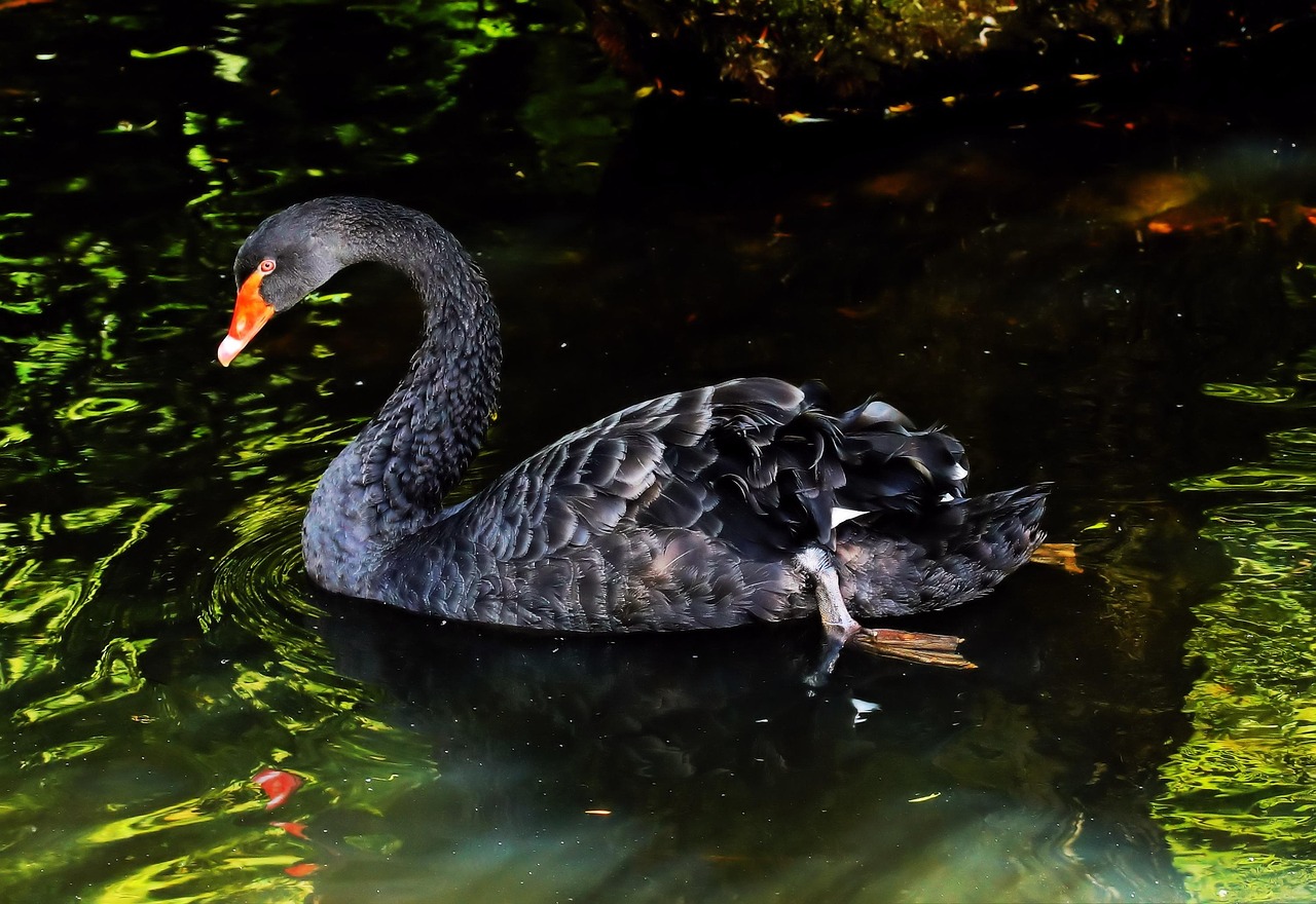 Mourning Swan Black Australia - Free photo on Pixabay