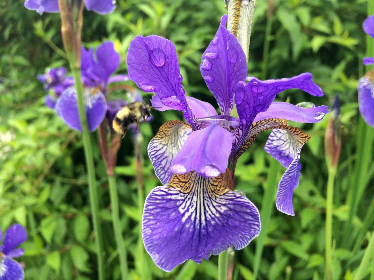 Flower Iris Nature - Free photo on Pixabay - Pixabay