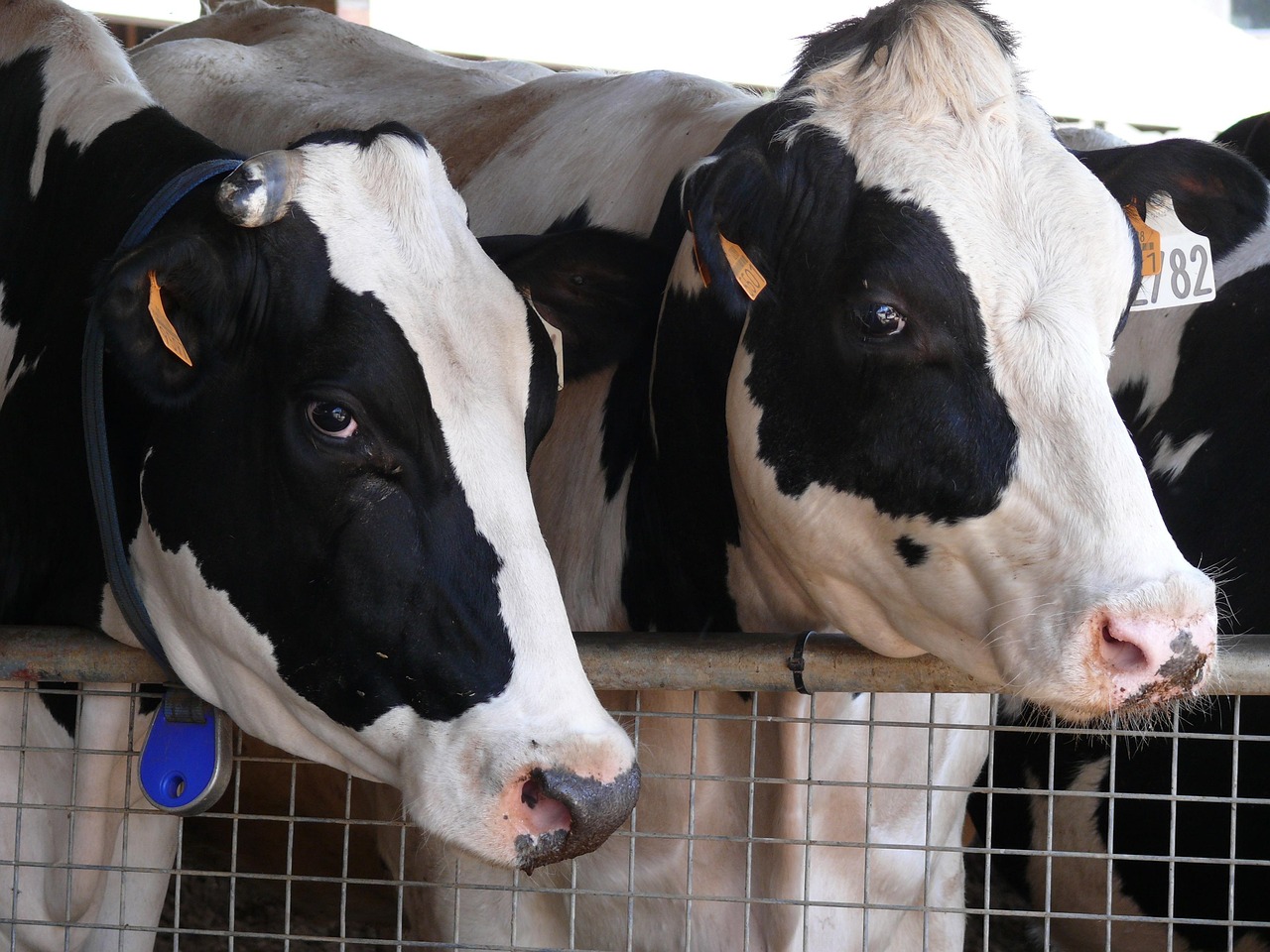 30+ Free Cow Stable & Cow Images - Pixabay