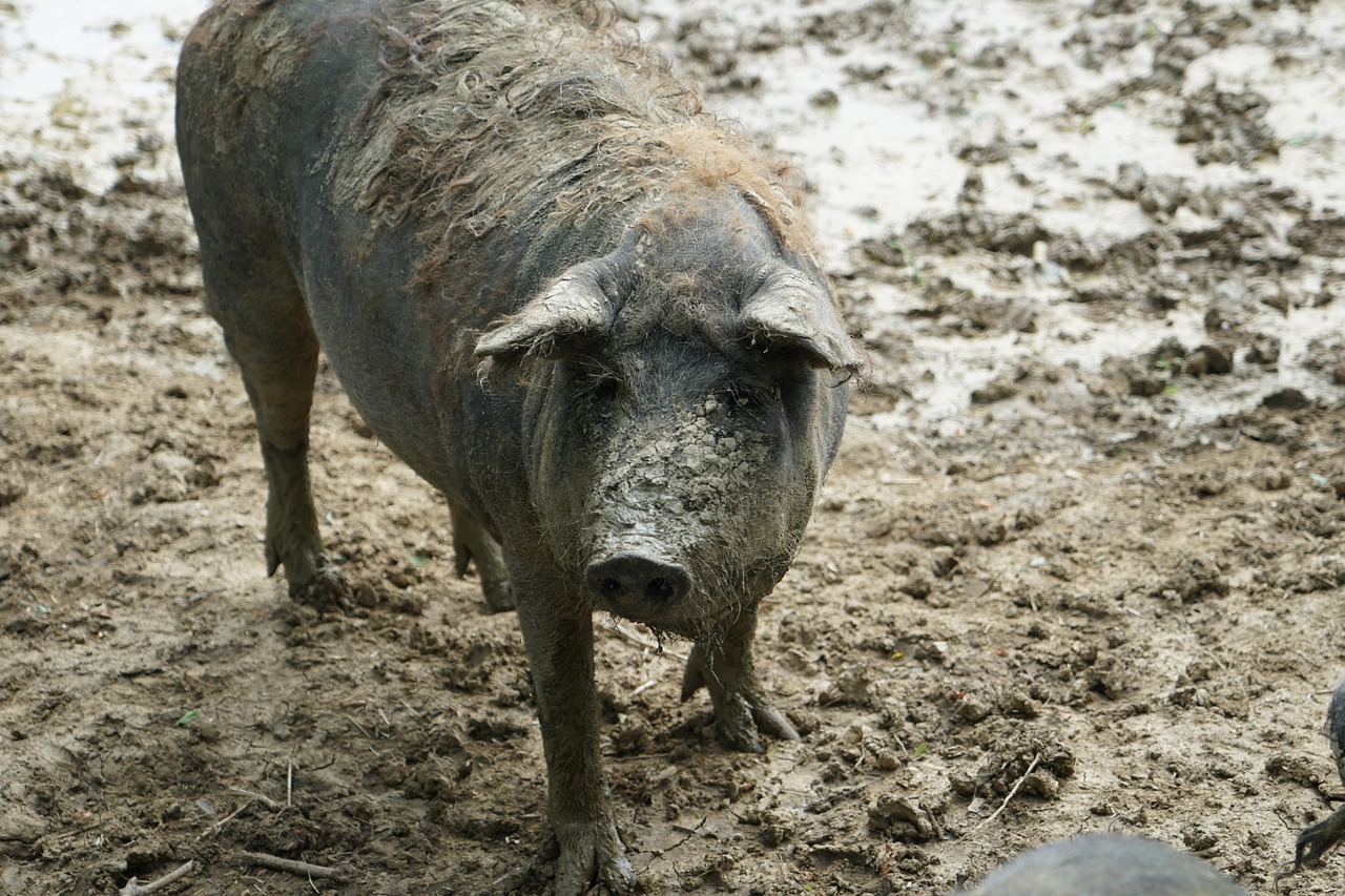 Sow Domestic Pig Old - Free photo on Pixabay - Pixabay