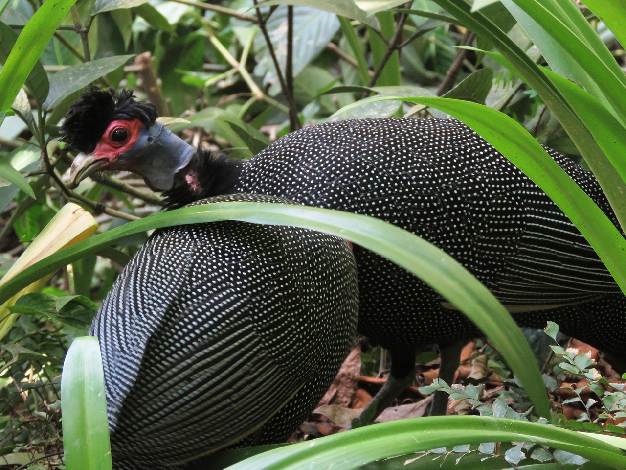 2,000+ Free Guinea Fowl & Guinea Pig Images - Pixabay
