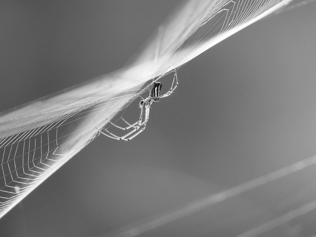 Naturaleza Insectos Colombia - Foto gratis en Pixabay