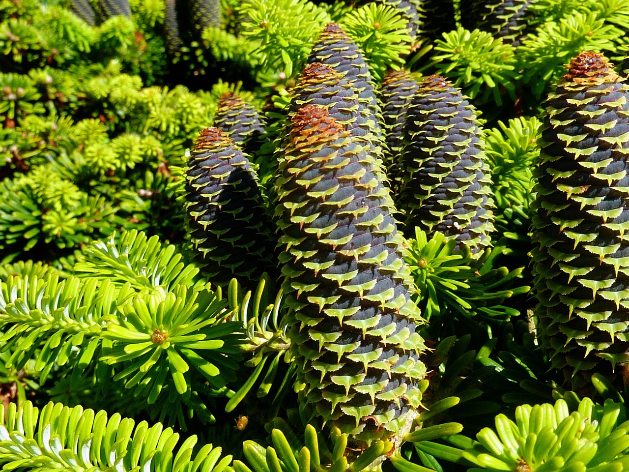 Grifo Conífera Coníferas - Foto gratis en Pixabay - Pixabay