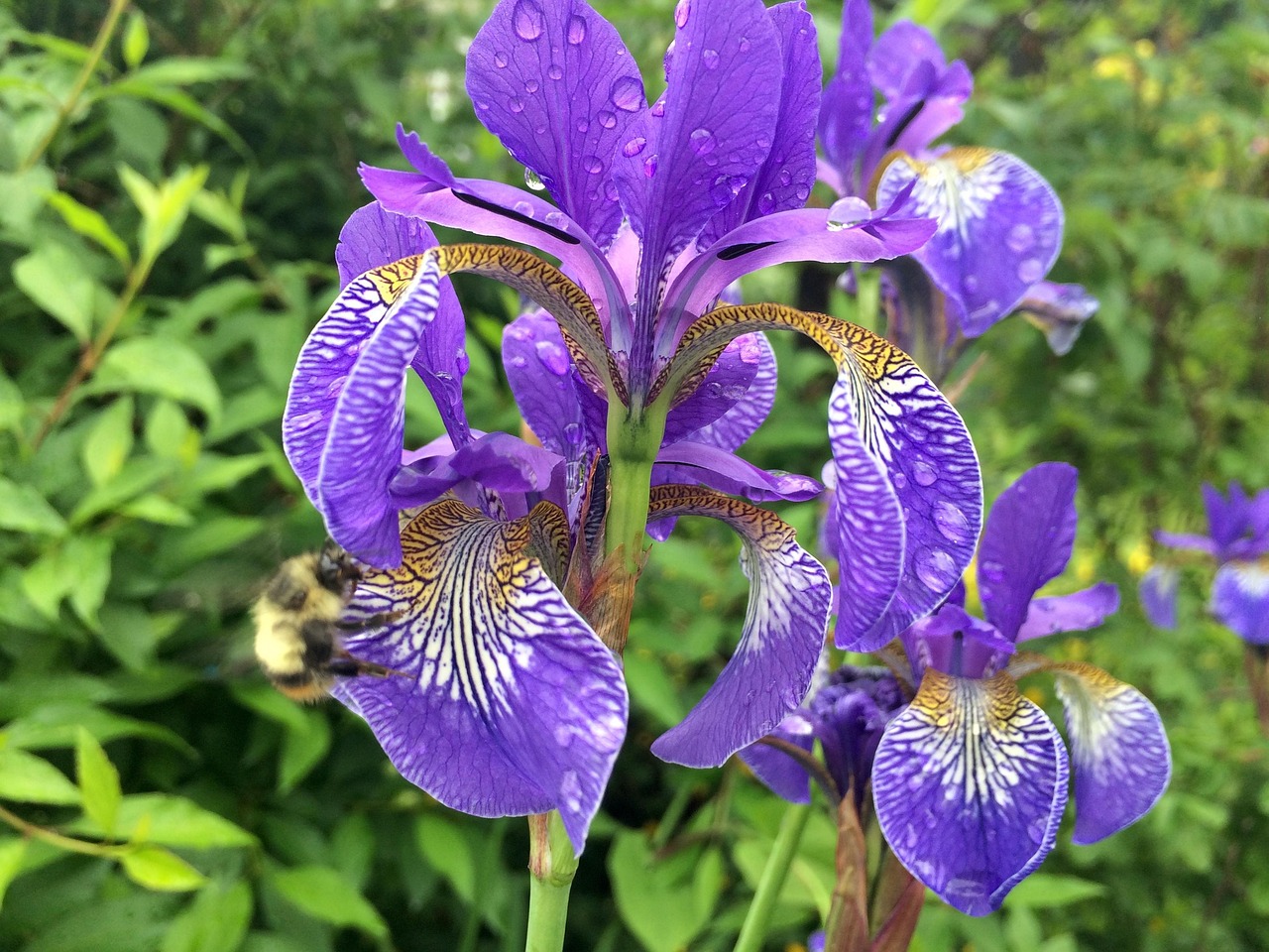 Flower Iris Nature - Free photo on Pixabay - Pixabay
