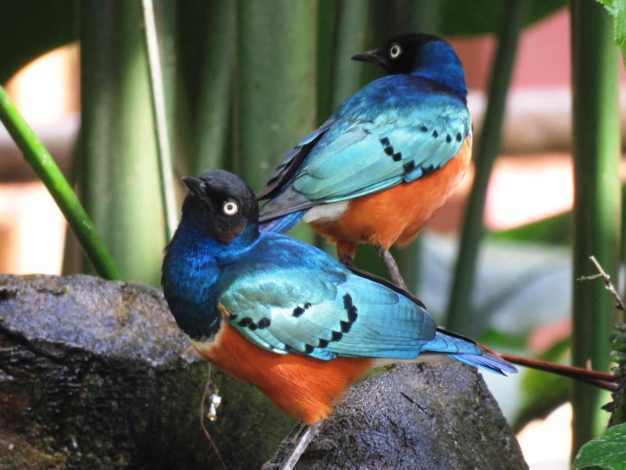 Tortelduifjes Kleurrijke Vogels - Gratis foto op Pixabay - Pixabay
