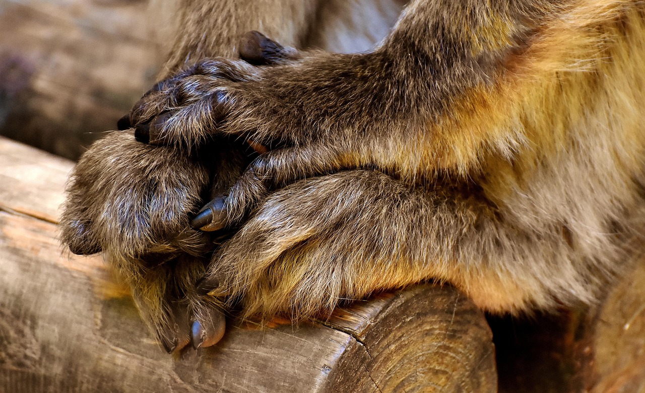 Barbary Macaque Hand Foot - Free photo on Pixabay - Pixabay