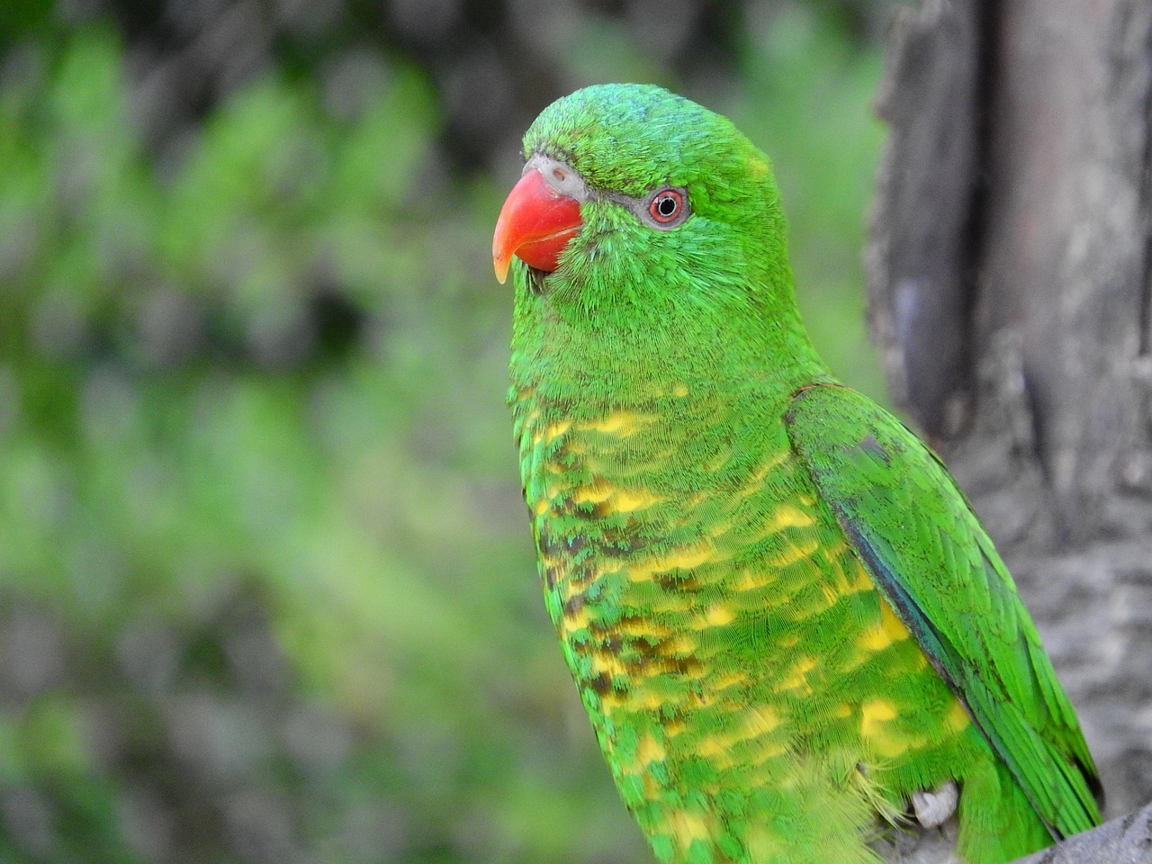 100+ Free Loris & Parrot Images - Pixabay