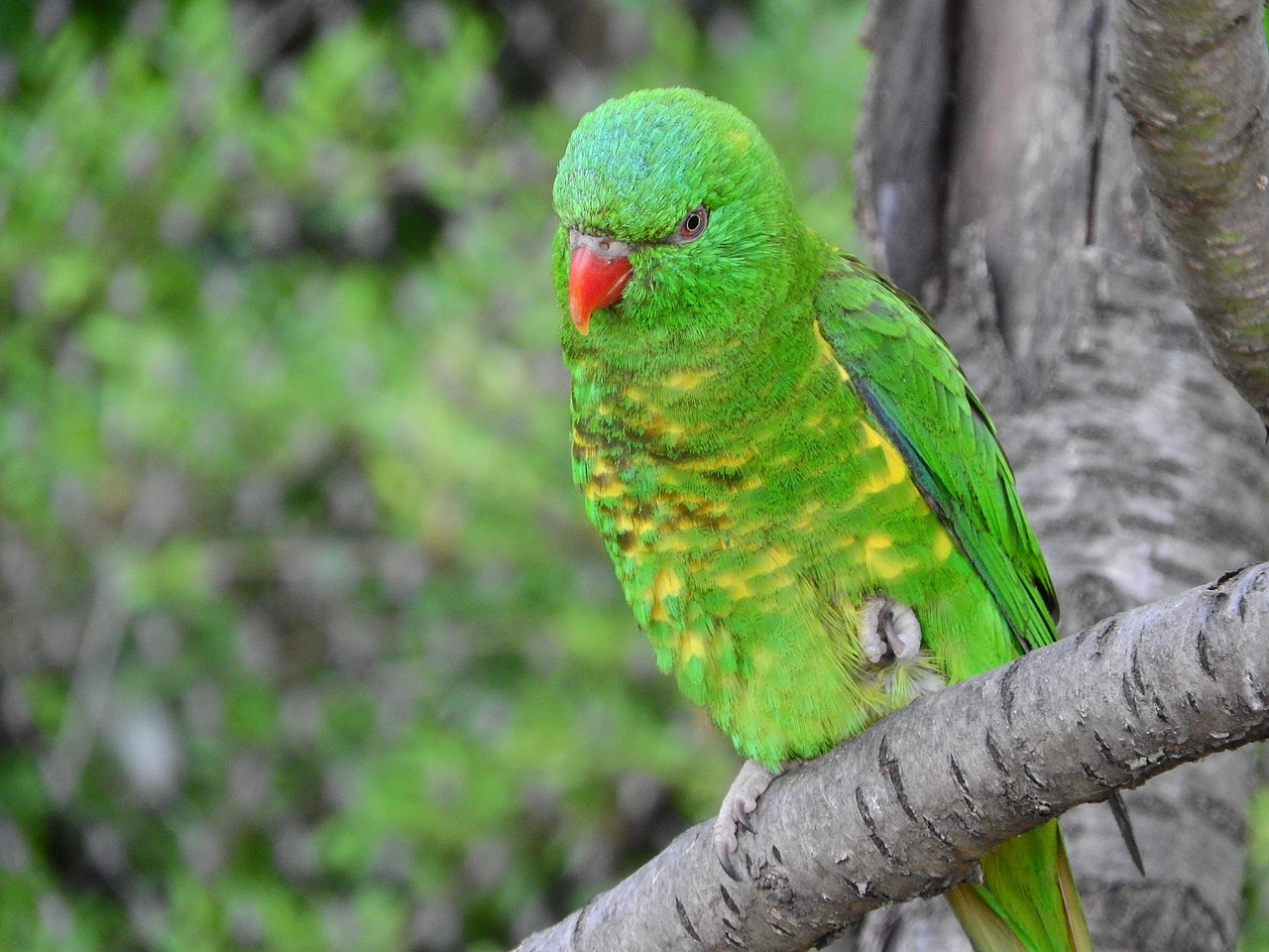 100+ Free Loris & Parrot Photos - Pixabay