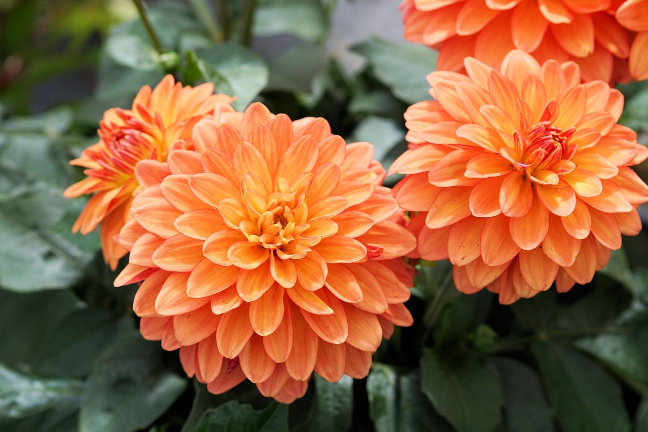 Flower Plant Blossom - Free photo on Pixabay - Pixabay