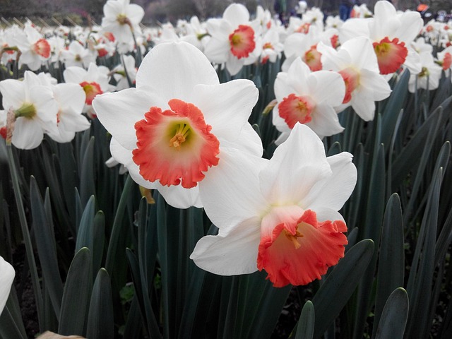 Narciso Giardino Botanico - Foto gratis su Pixabay - Pixabay
