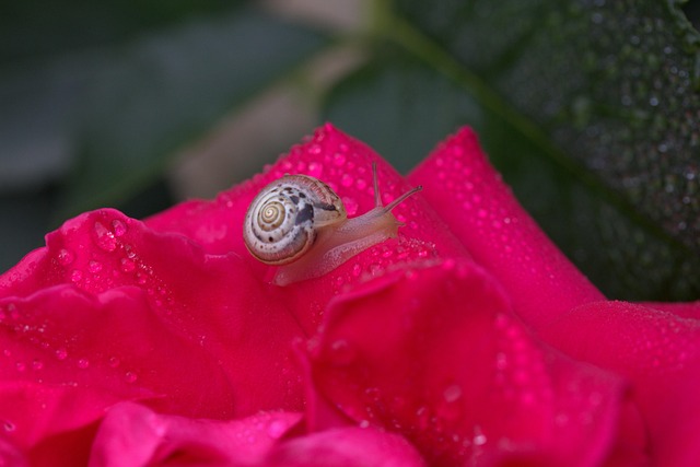 Worm Rose Red - Free photo on Pixabay - Pixabay