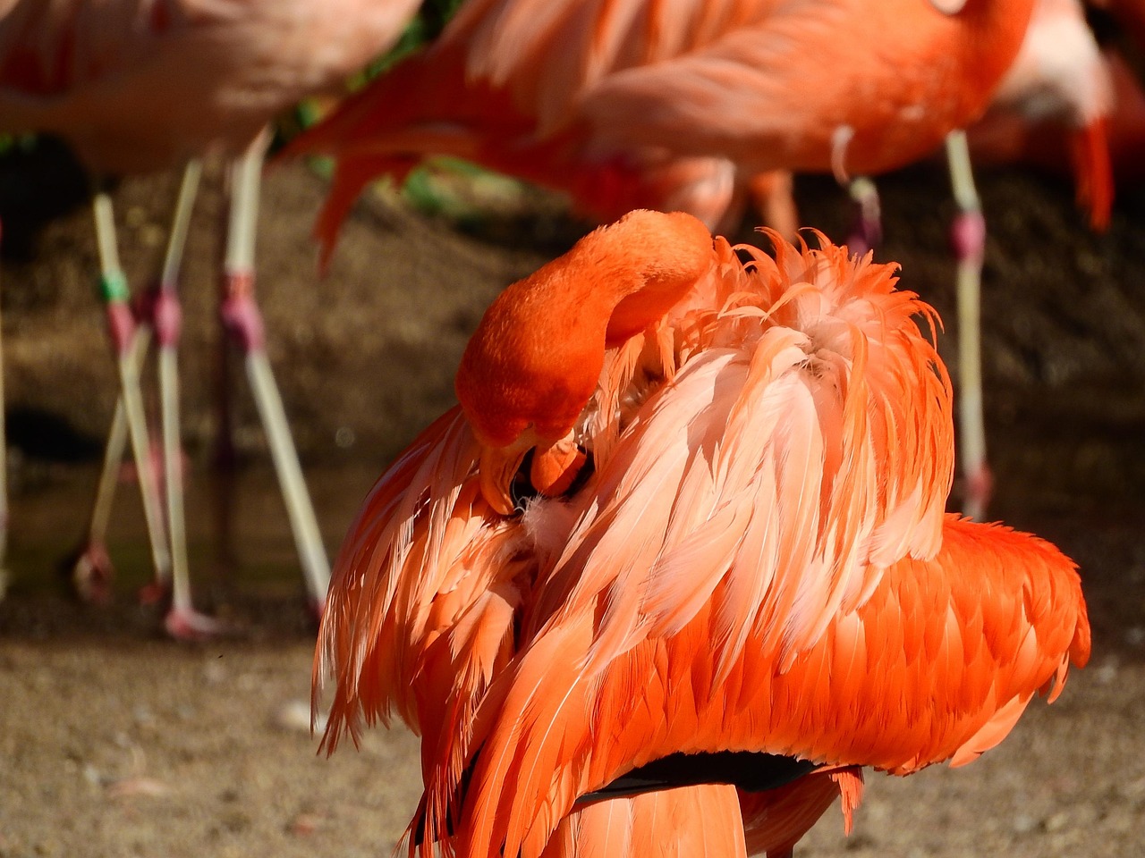 Flamingo Kuba Phoenicopterus Ruber - Foto gratis di Pixabay - Pixabay