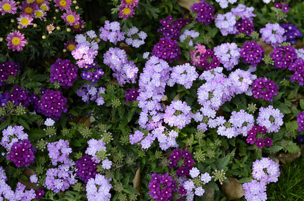 紫色 紫花 花 - Pixabay上的免费照片