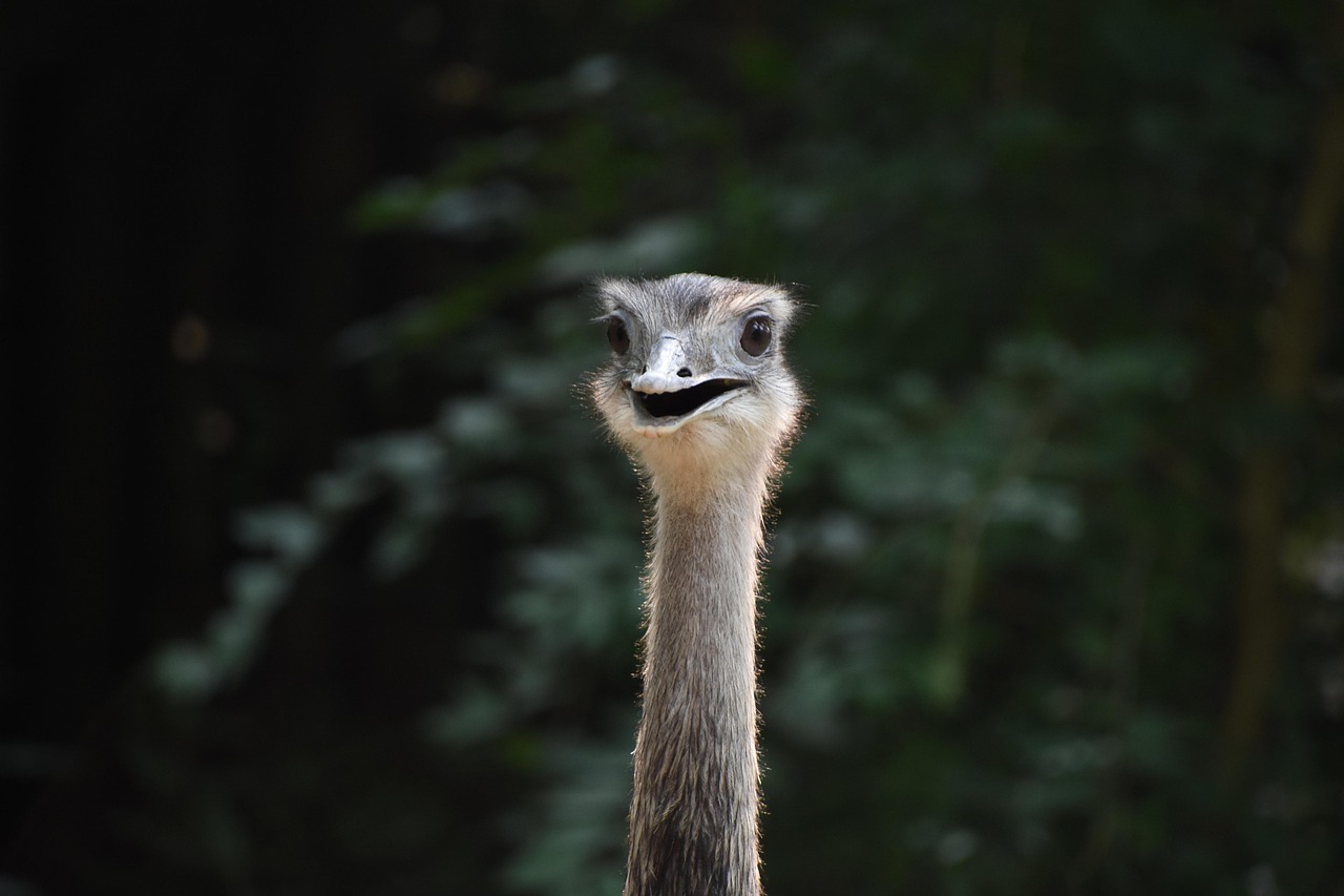 Sad Ostrich