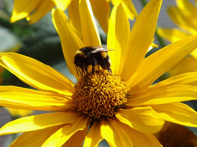 Sun Eye Blossom Bloom - Free photo on Pixabay - Pixabay