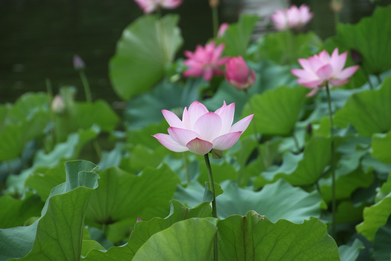 Lotus Fleur Feuille De - Photo gratuite sur Pixabay - Pixabay