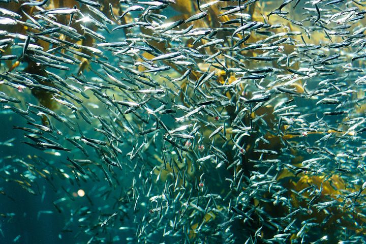 100+ Free Sardines & Fish Images - Pixabay
