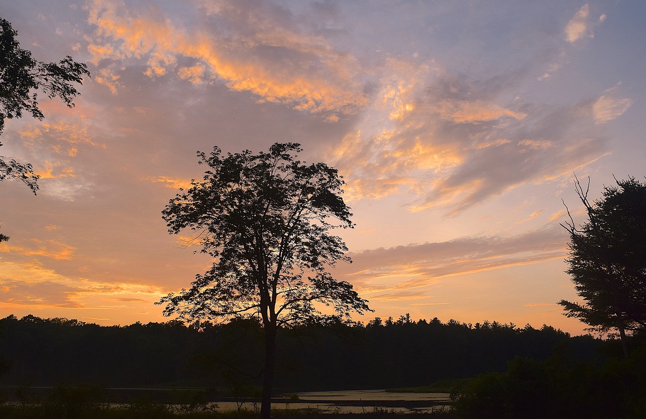 Pohon Matahari Terbenam Langit - Foto gratis di Pixabay - Pixabay
