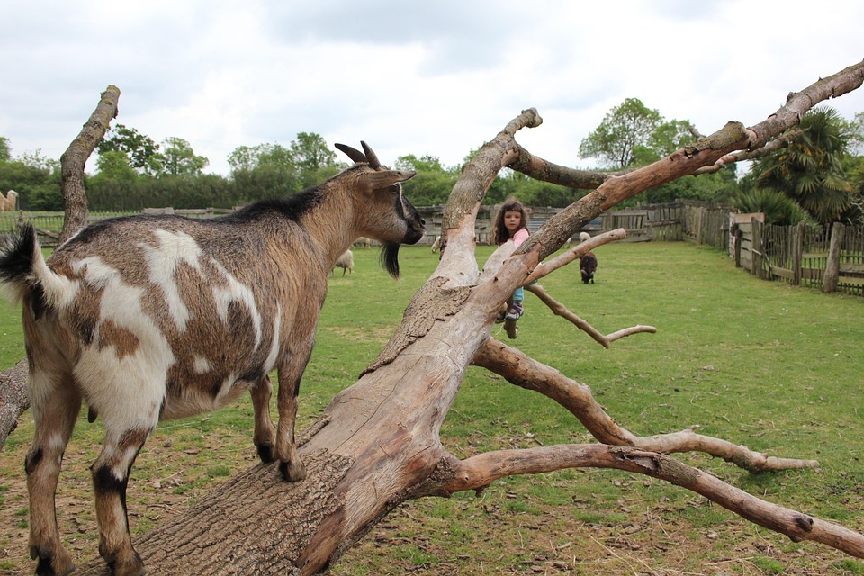 Animales Cabras Granja - Foto gratis en Pixabay - Pixabay